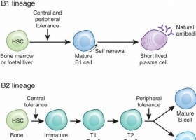 流式中文网－首页（流式细胞术交流|问答） - Powered by Discuz!